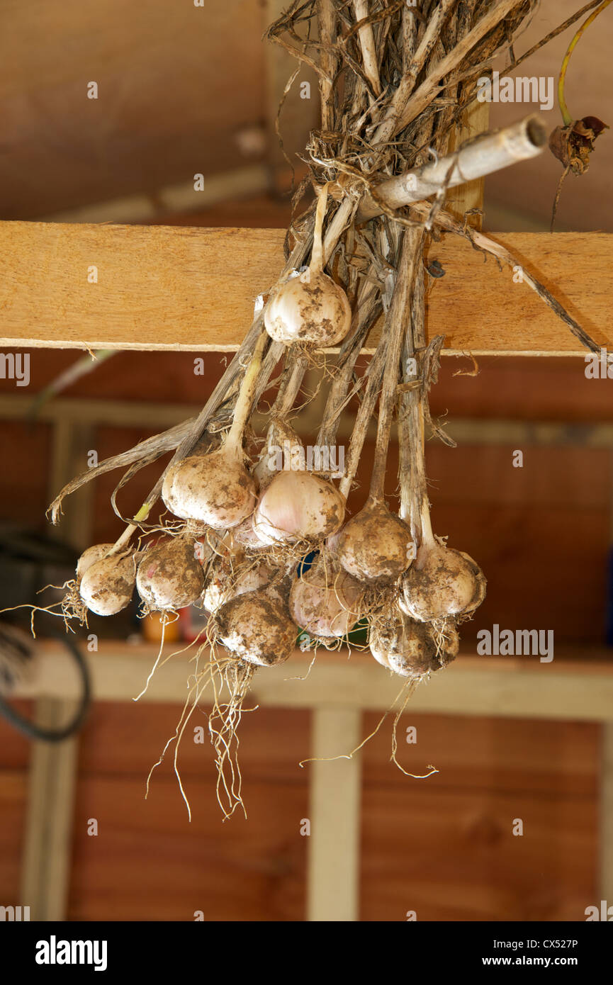 Hanging garlic hi-res stock photography and images - Alamy