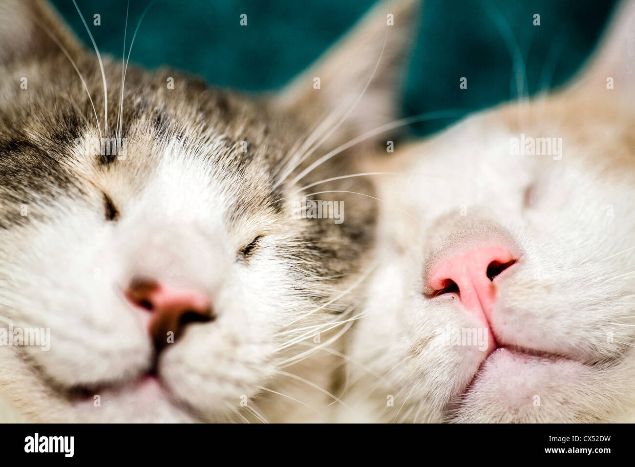 Two cats asleep resting heads together Stock Photo - Alamy
