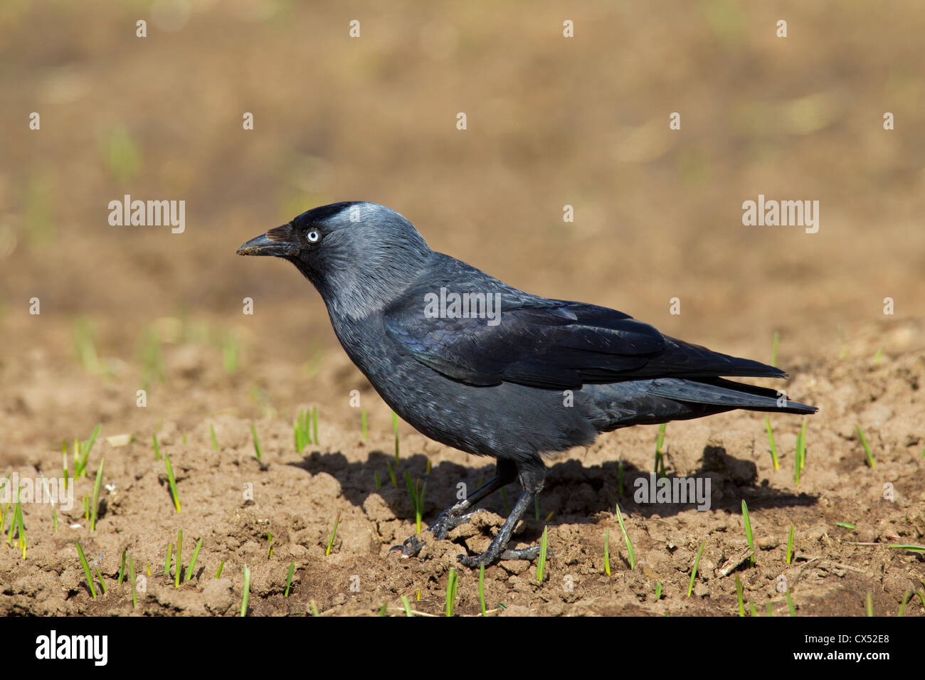 European jackdaw (Corvus monedula / Coloeus monedula) foraging on the ...