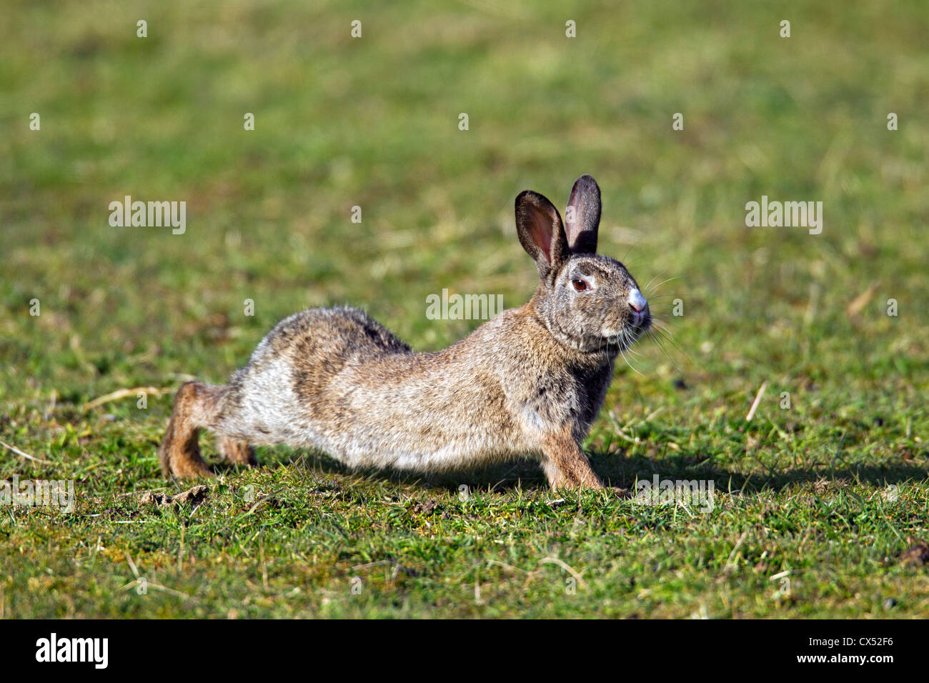 European / common rabbit (Oryctolagus cuniculus) stretching in ...
