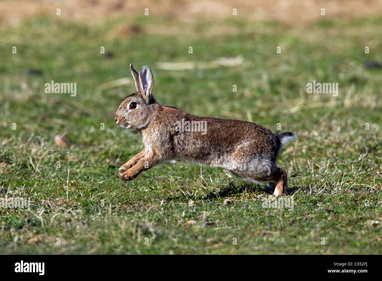 Running rabbit uk hi-res stock photography and images - Alamy