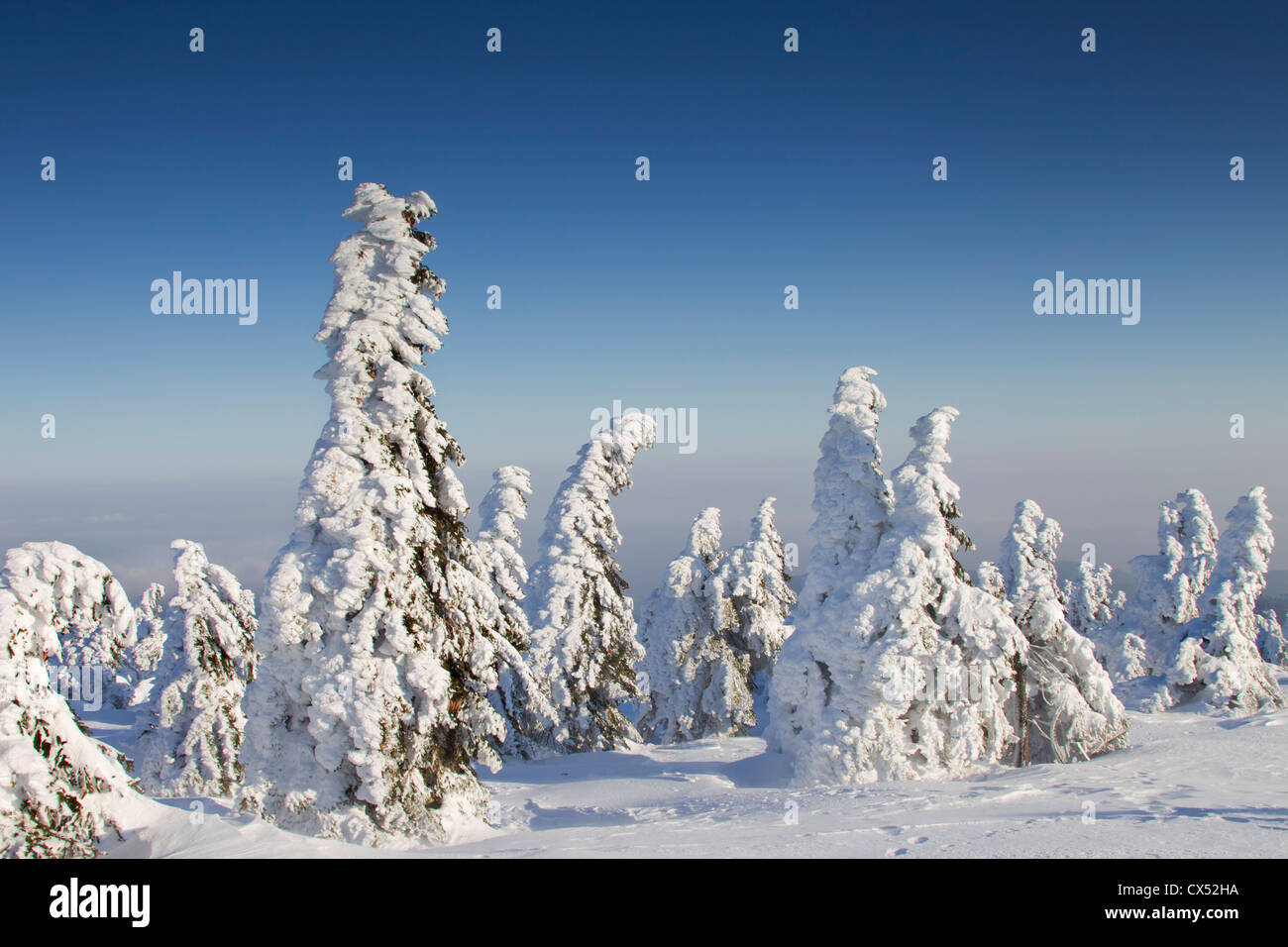 Frozen snow covered spruce trees in winter at Brocken, Blocksberg in ...