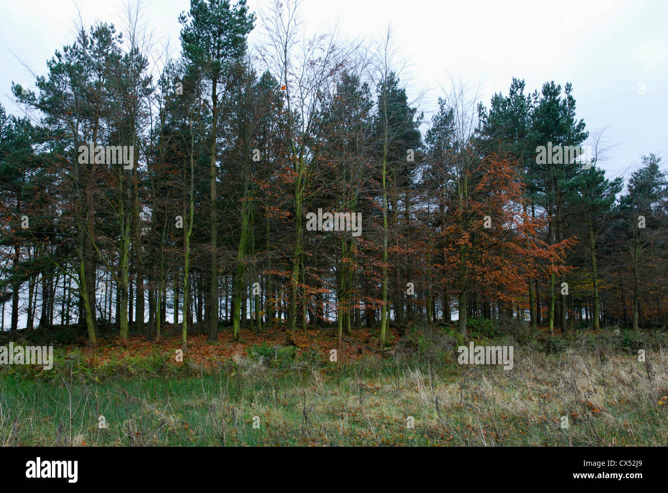 Scots pine pinus sylvatica trees hi-res stock photography and images ...