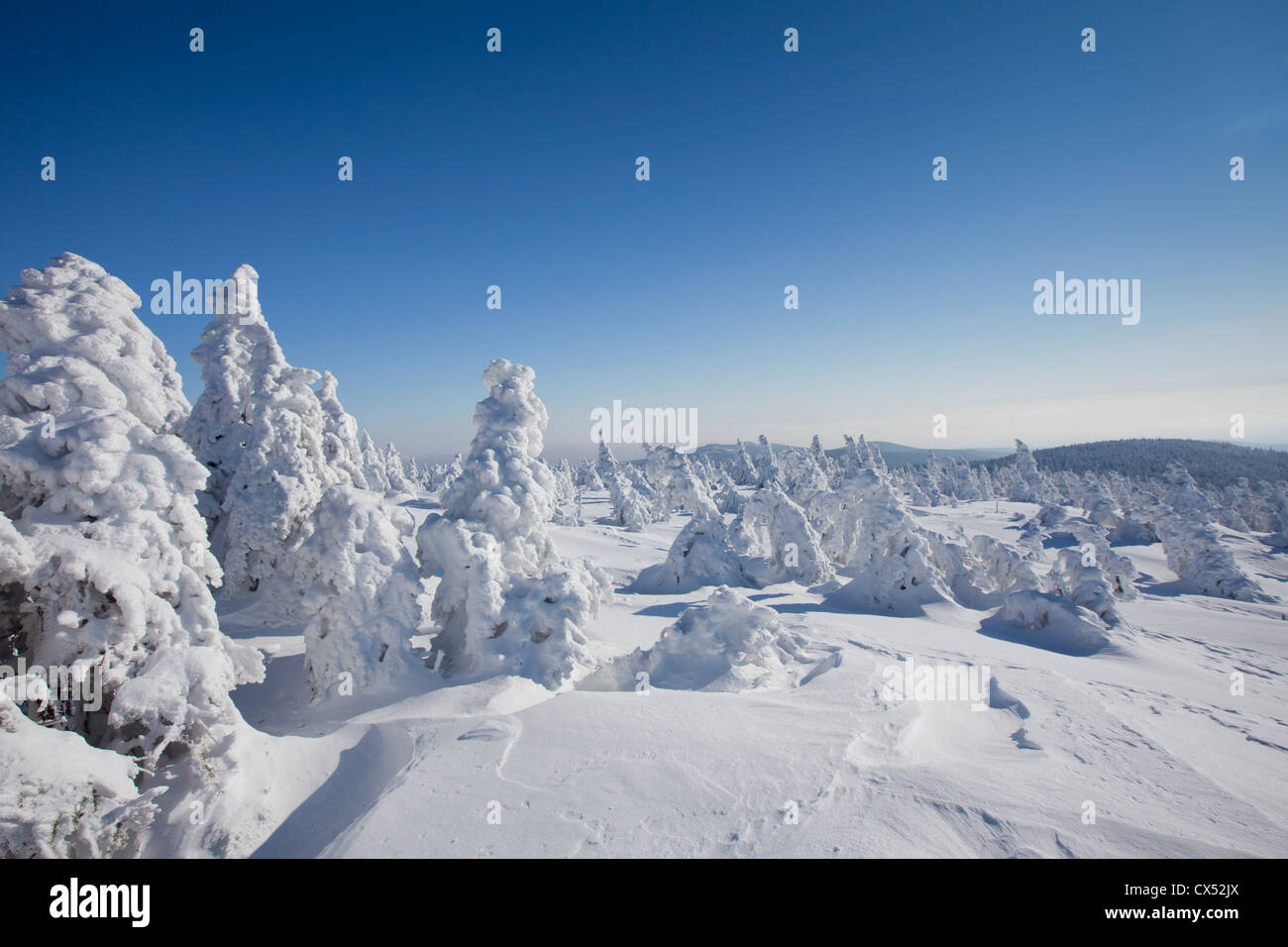 Frozen snow covered spruce trees in winter at Brocken, Blocksberg in ...
