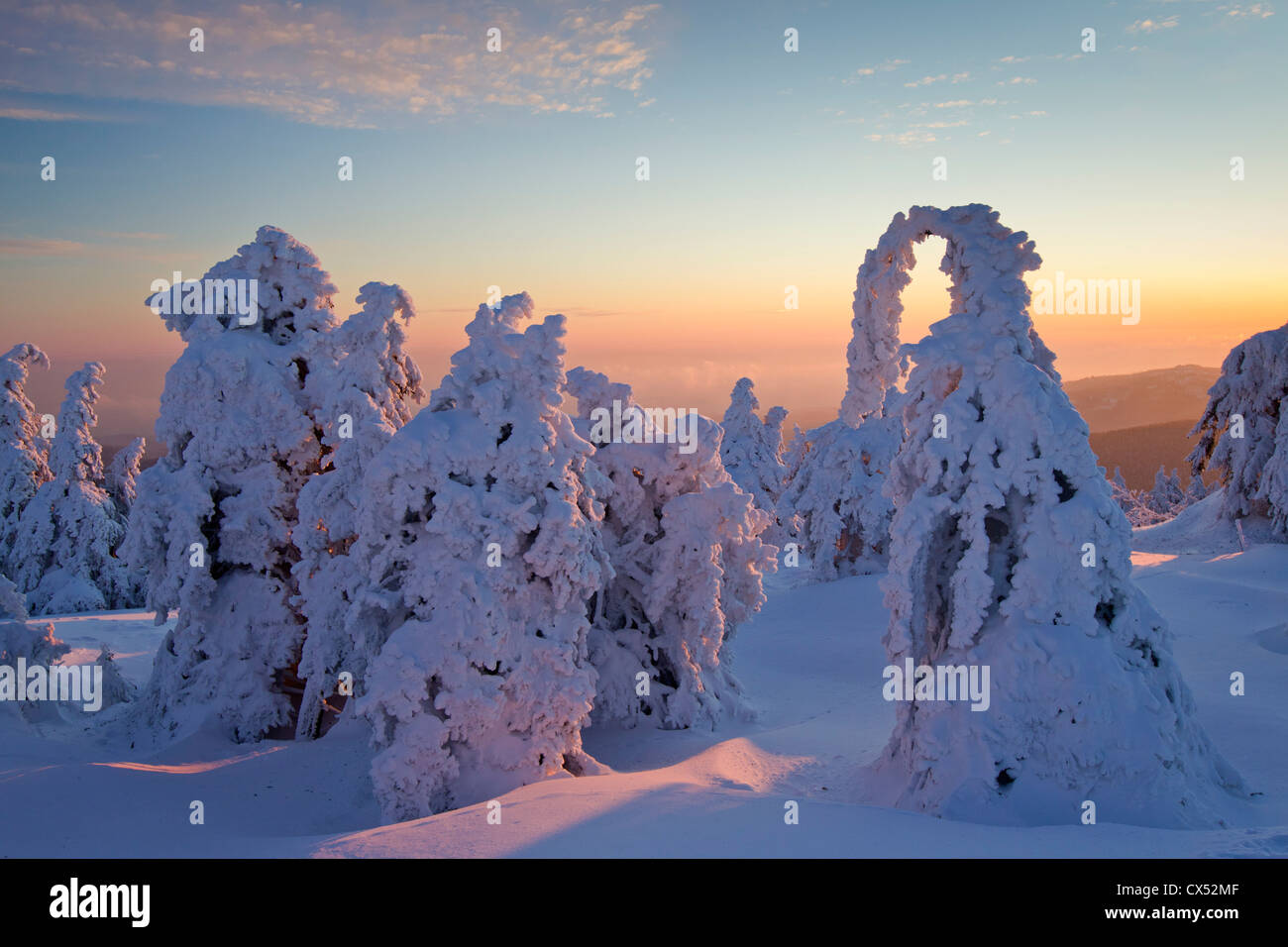 Frozen snow covered spruce trees in winter at Brocken, Blocksberg in ...