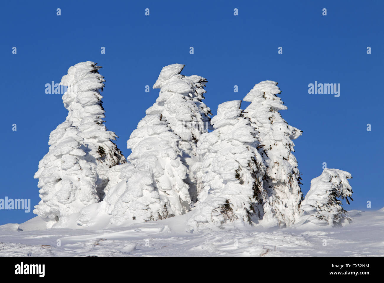 Frozen snow covered spruce trees in winter at Brocken, Blocksberg in ...
