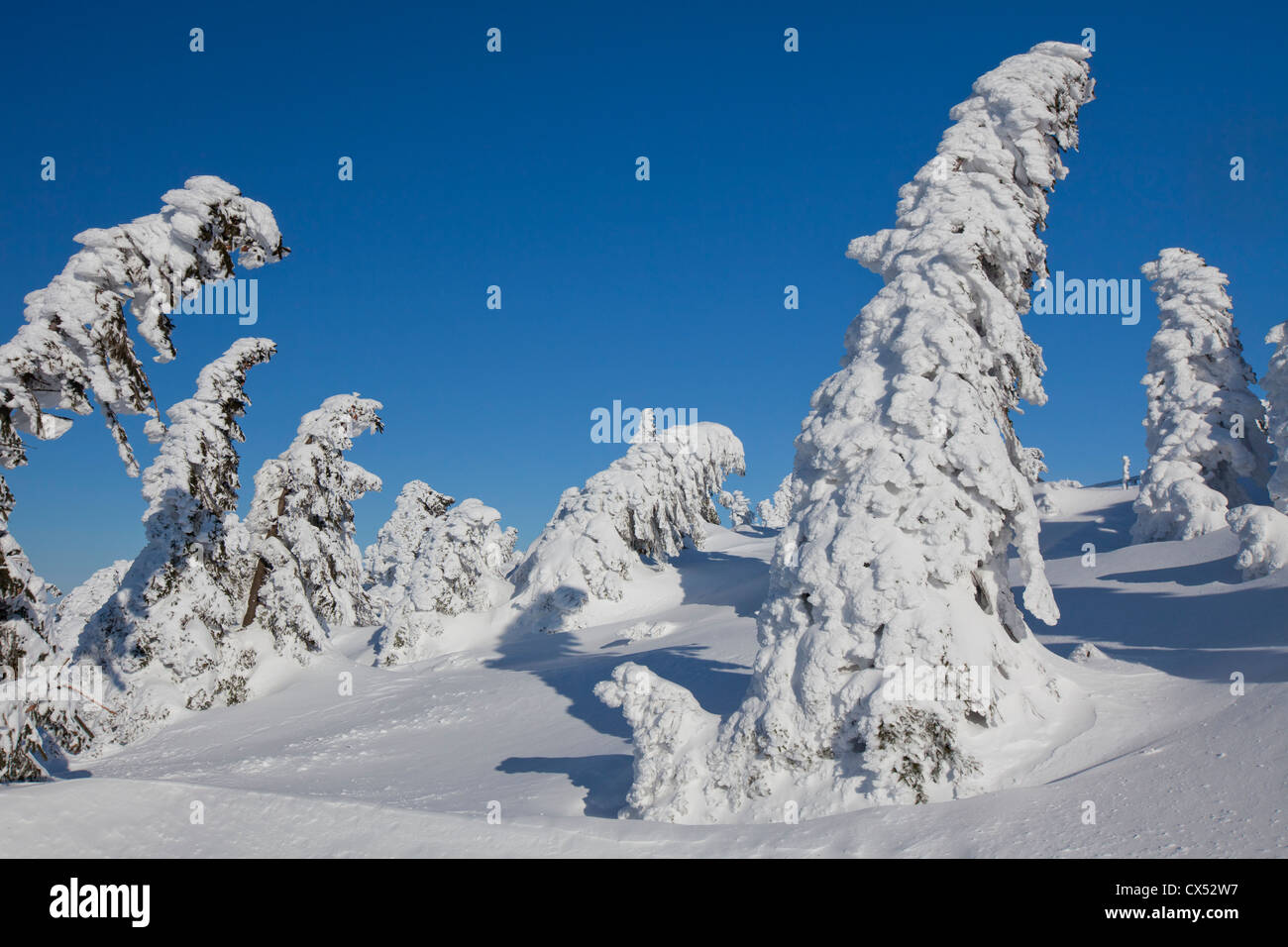 Frozen snow covered spruce trees in winter at Brocken, Blocksberg in ...
