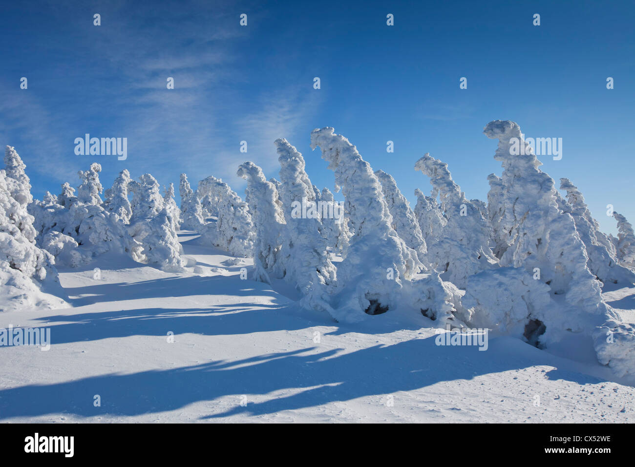 Frozen snow covered spruce trees in winter at Brocken, Blocksberg in ...