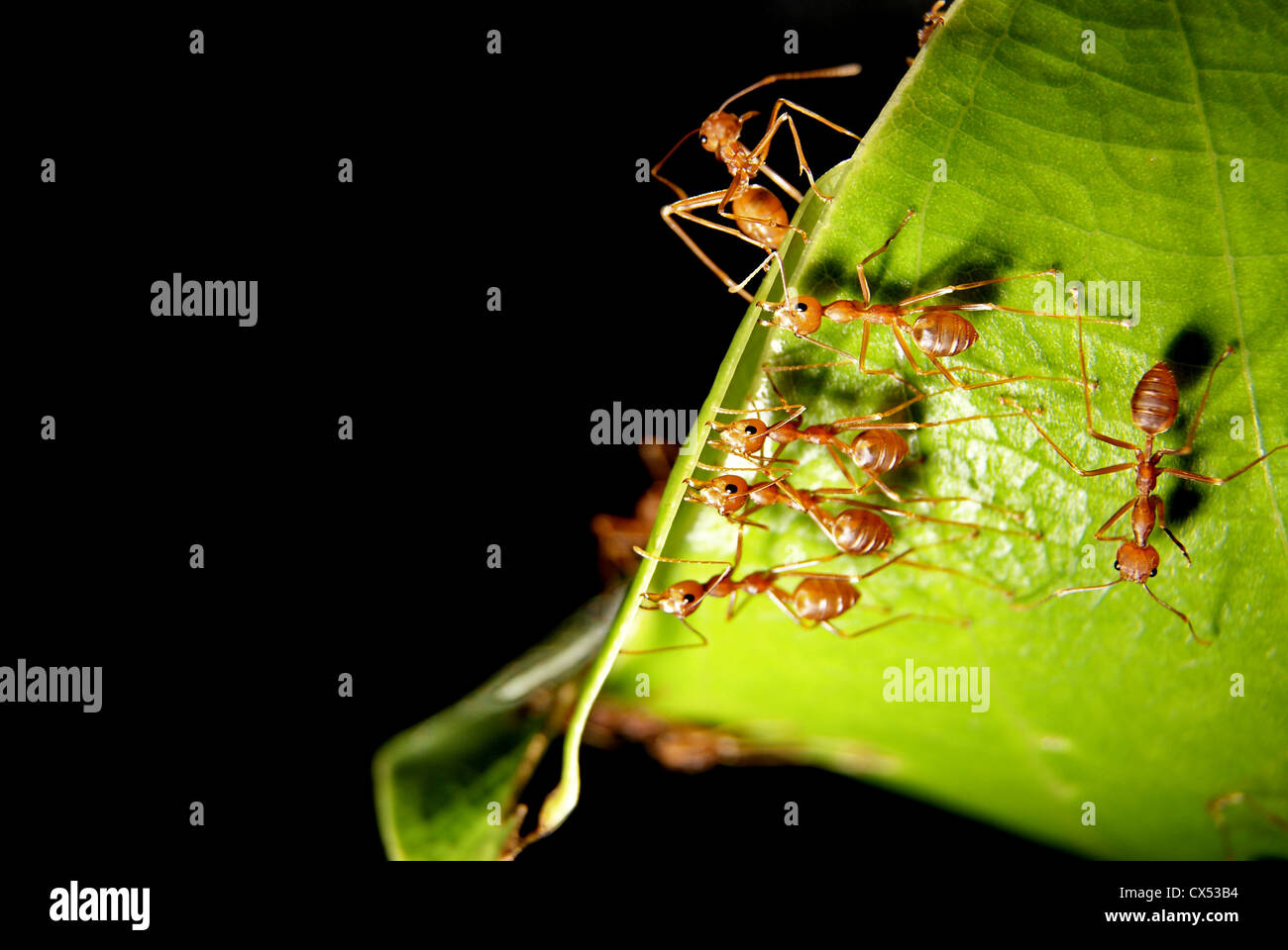 Home of ants hi-res stock photography and images - Alamy