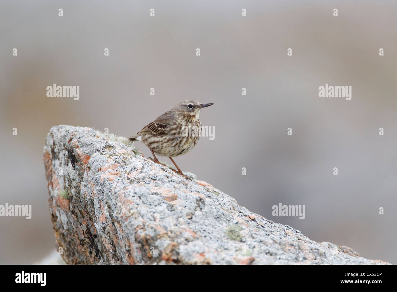 Rock pipit hi-res stock photography and images - Alamy