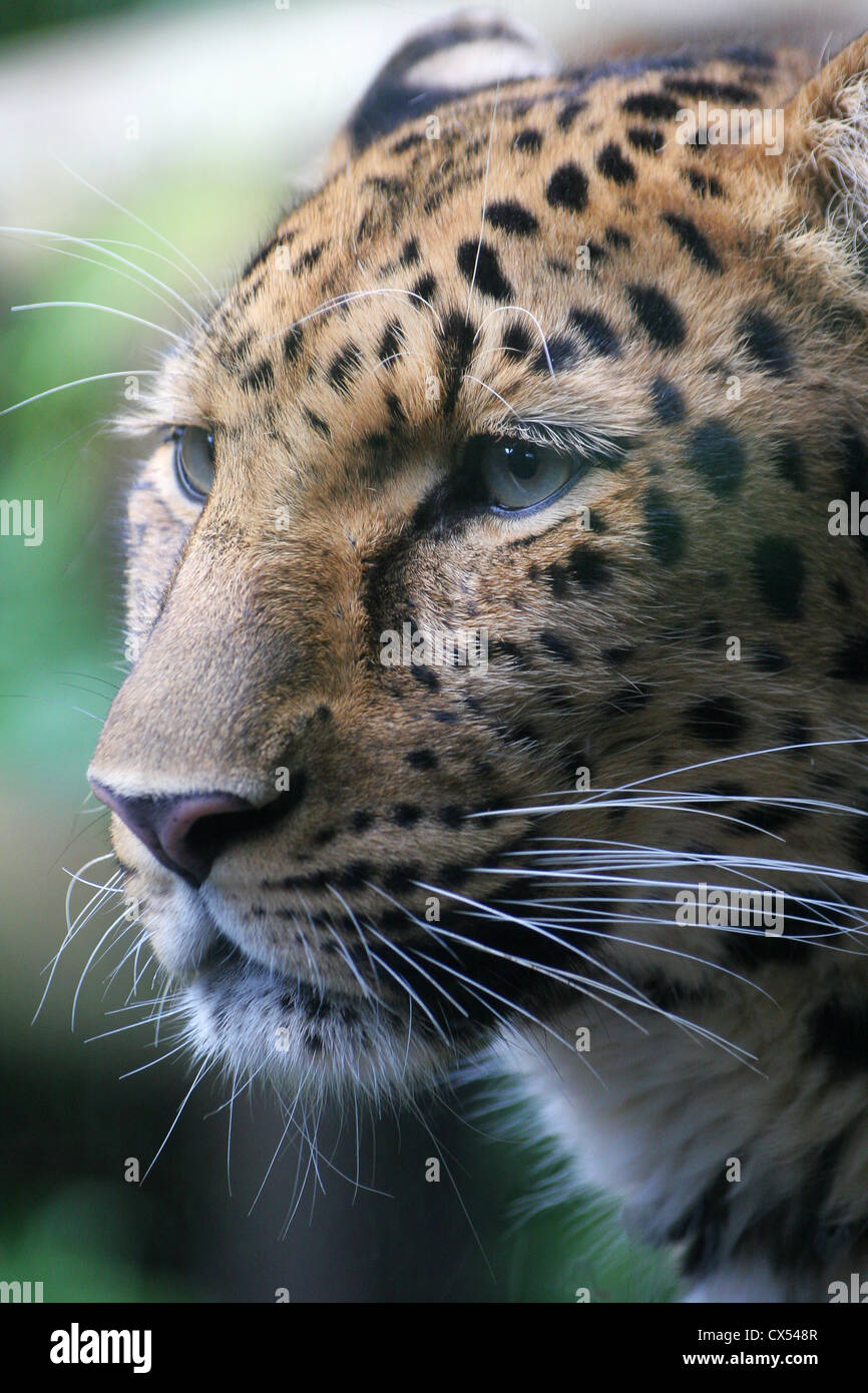 big spotty jaguar in Edinburgh Zoo Scotland in captivity full face with ...