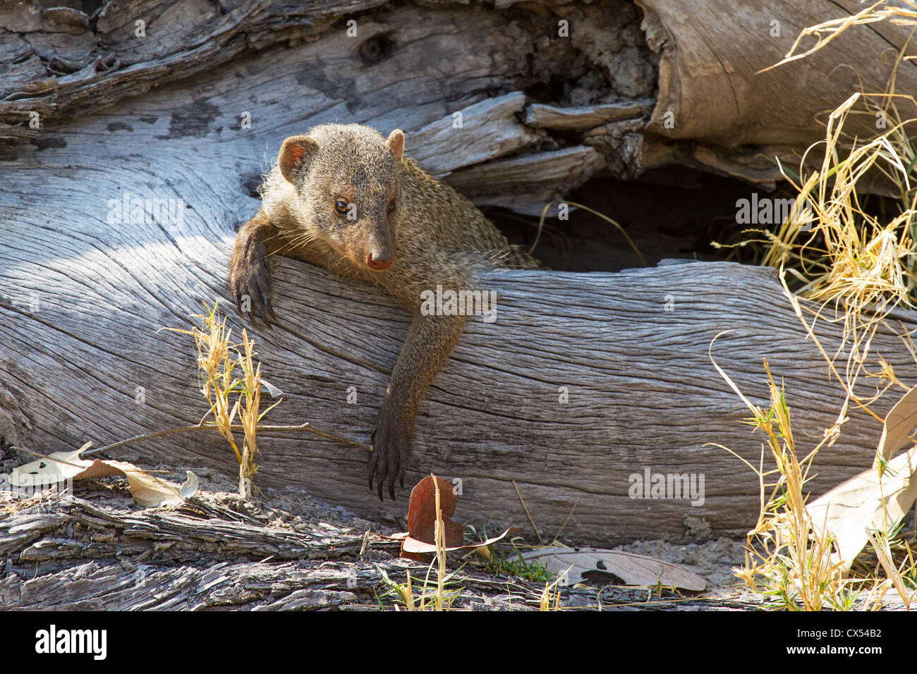A banded mongoose (mungos mungo) peering out from its home in an old ...