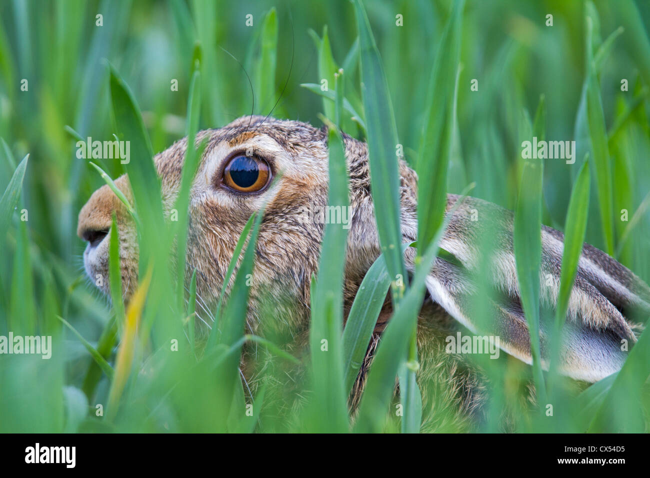 Close up brown hare lepus europaeus hi-res stock photography and images ...