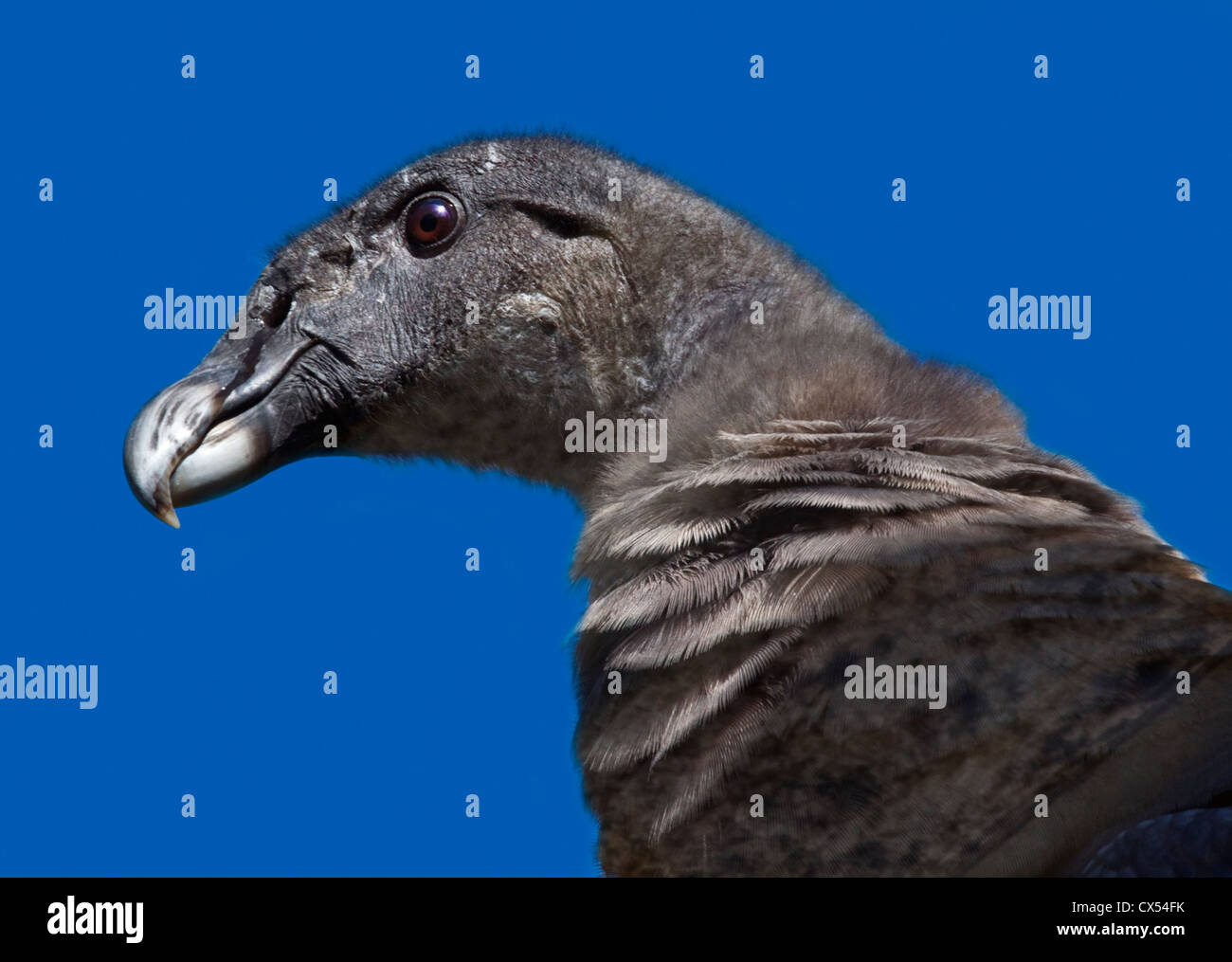 Male condors hi-res stock photography and images - Alamy