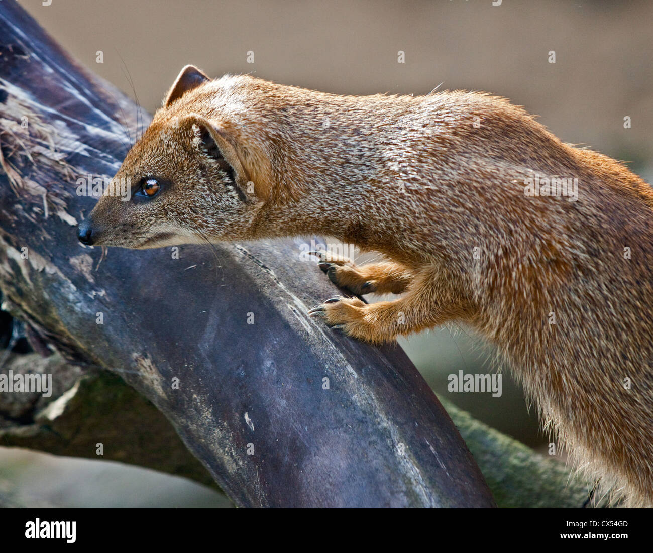 Yellow Mongoose (cynictus penicillata Stock Photo - Alamy