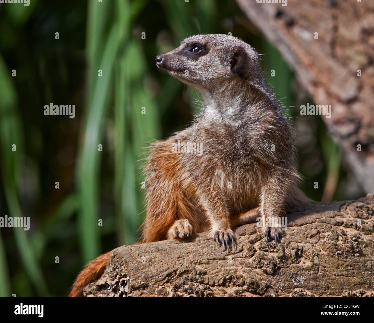 Slender Tailed Meerkat (suricata suricatta Stock Photo - Alamy