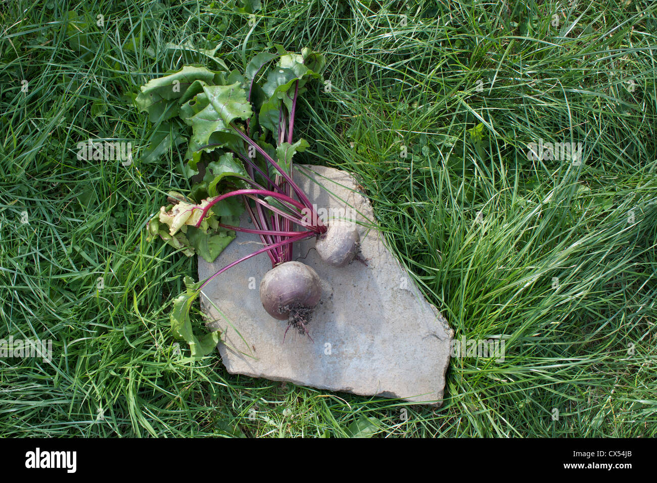Beetroot leaves still life hi-res stock photography and images - Alamy