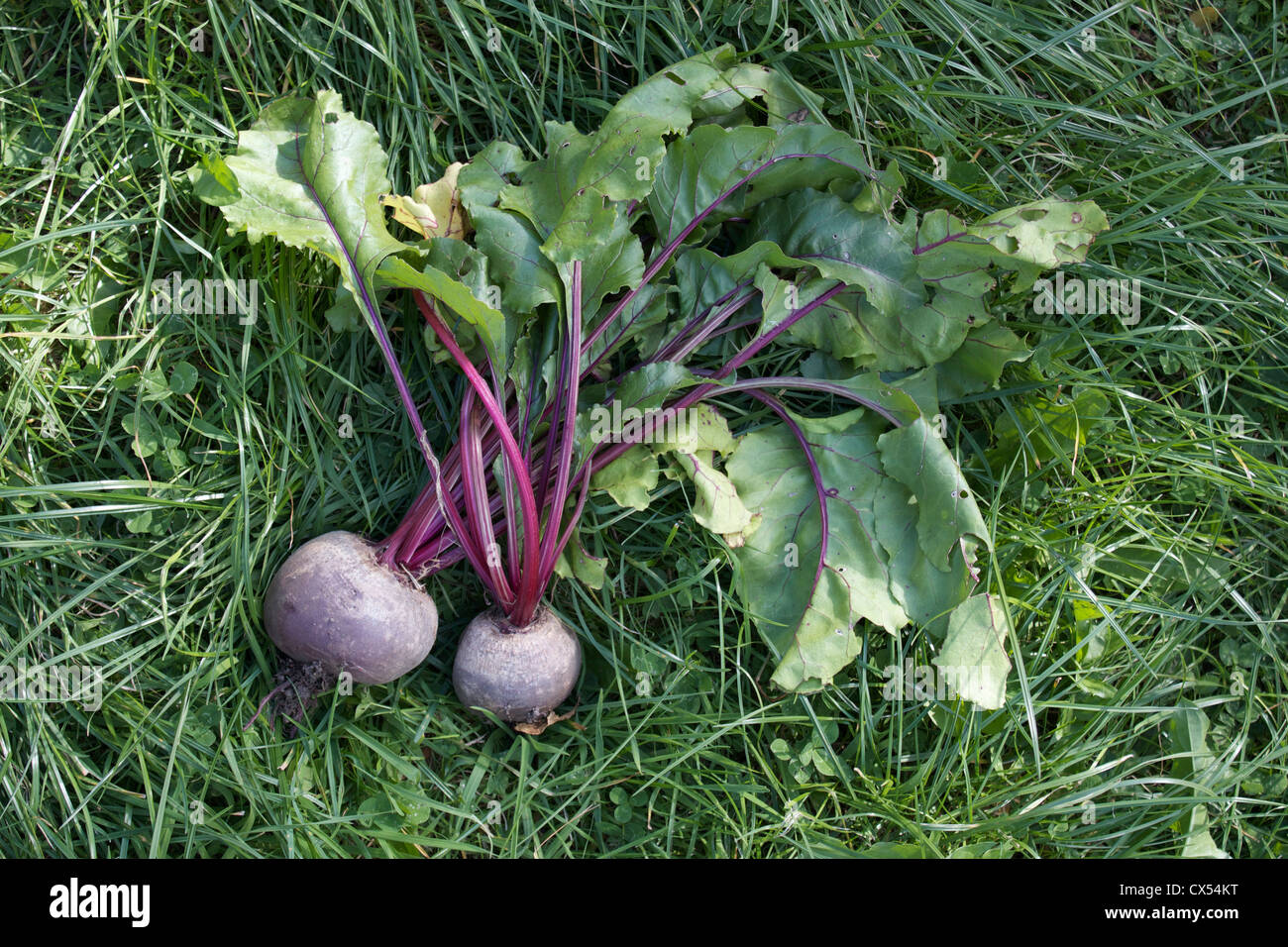 Beetroot purple fresh outside hi-res stock photography and images - Alamy