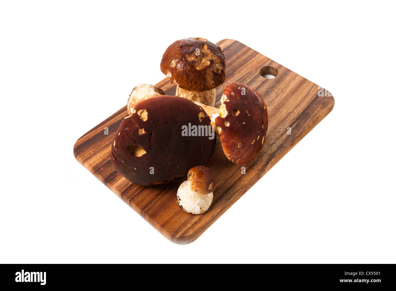 A collection of ceps from european forest Stock Photo - Alamy