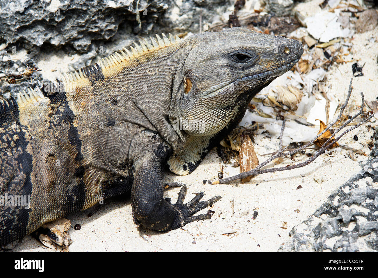 Black spiny tailed iguana ( Ctenosaura similis ), Tulum Mexico Stock ...