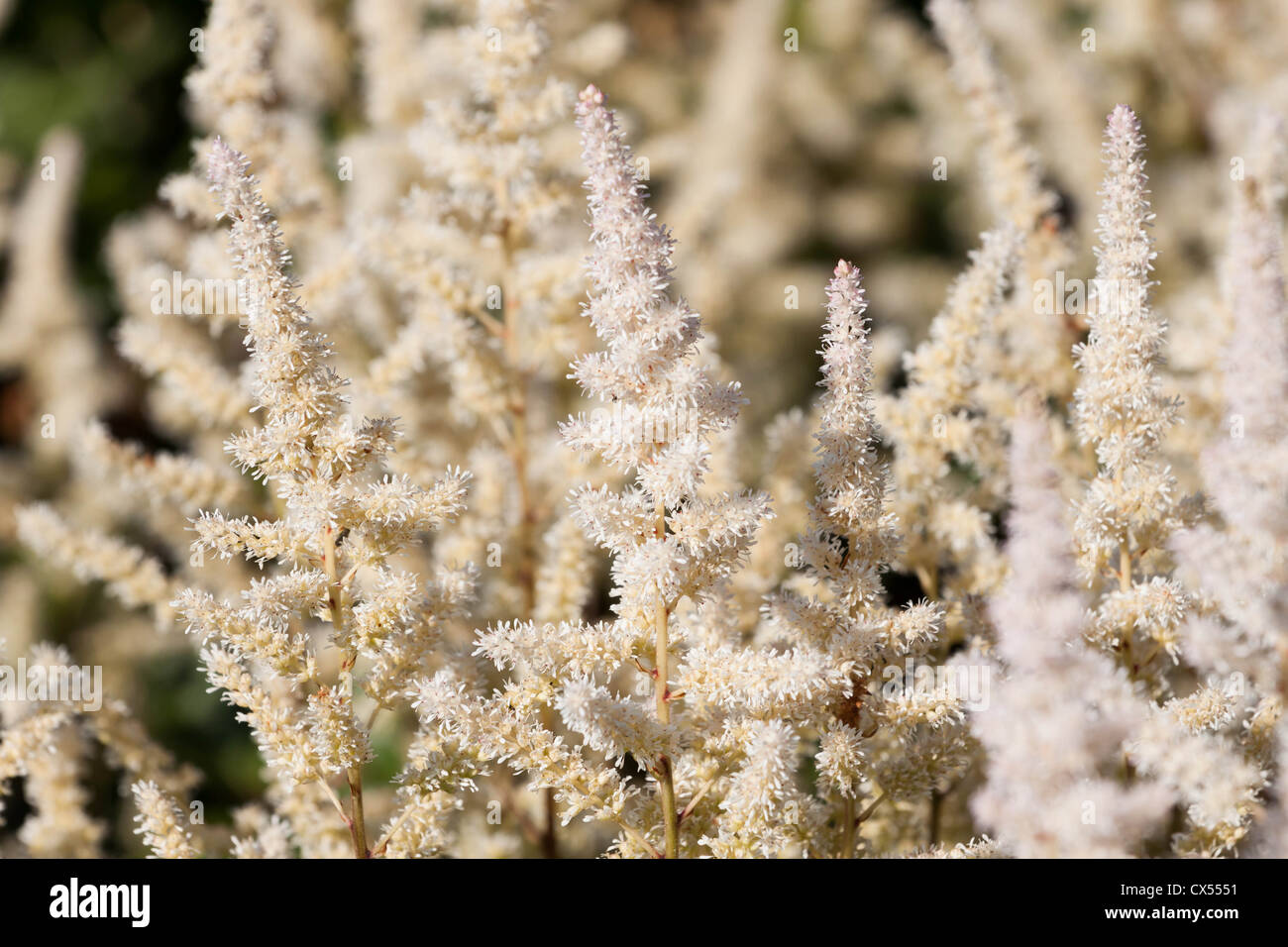 White astilbe hi-res stock photography and images - Alamy