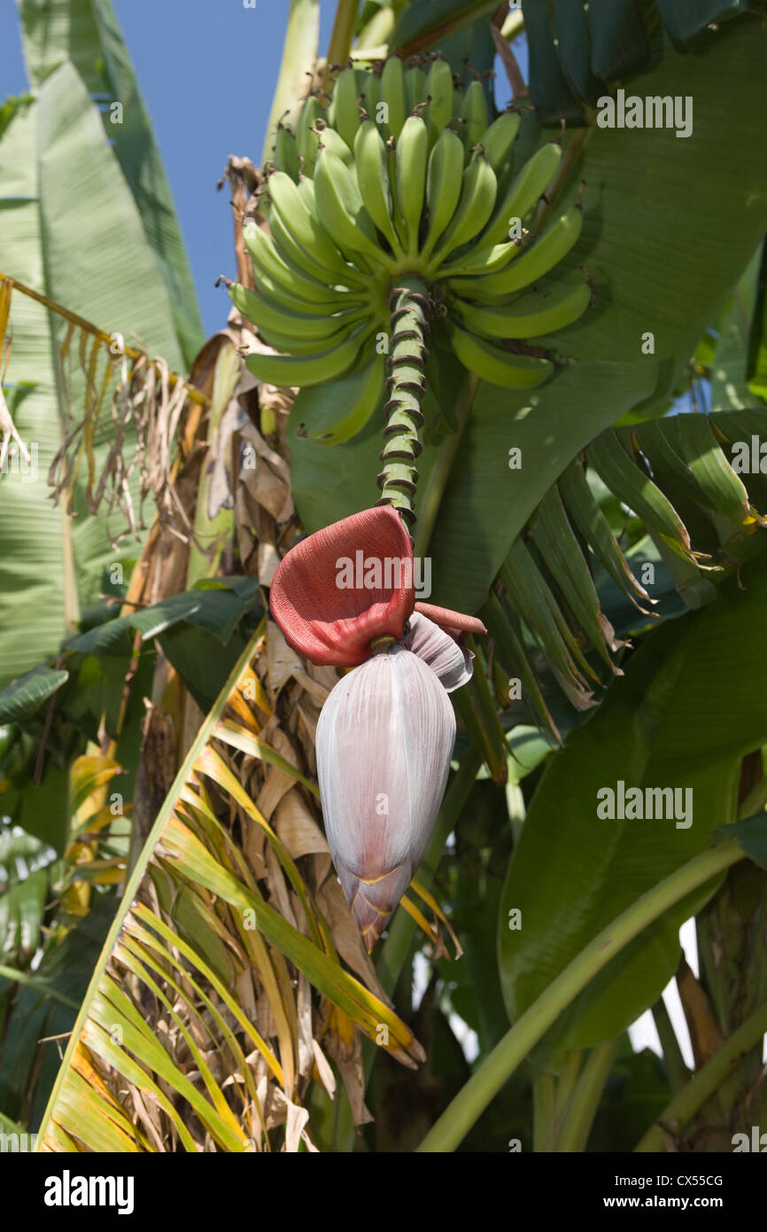 Banana tree flower hi-res stock photography and images - Alamy