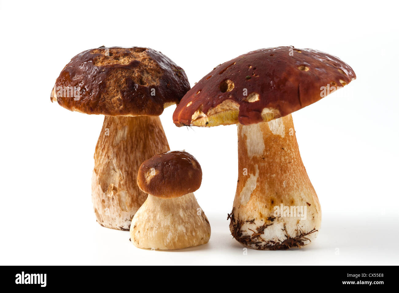 Four ceps hi-res stock photography and images - Alamy
