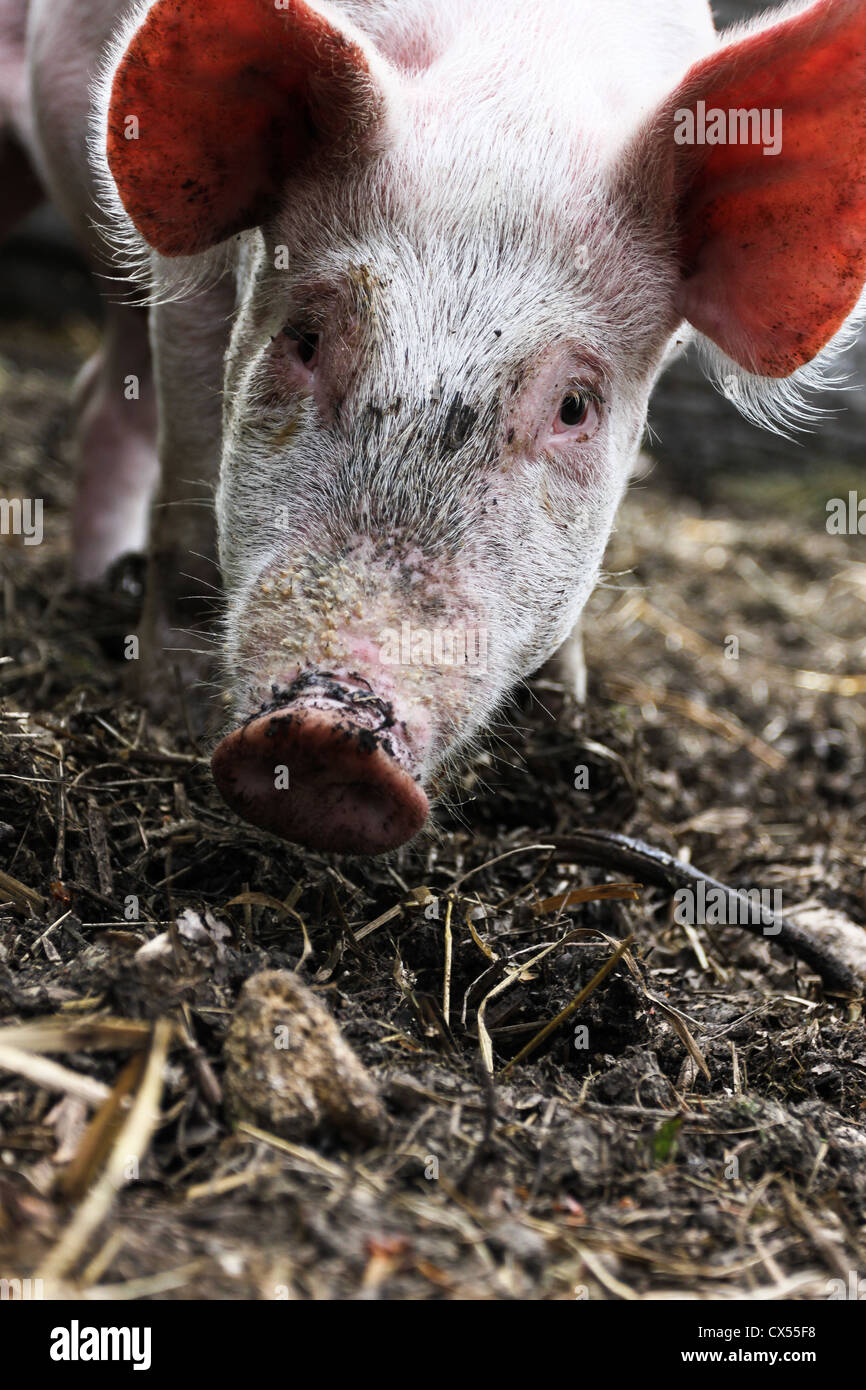 Little piggy nose Stock Photo - Alamy