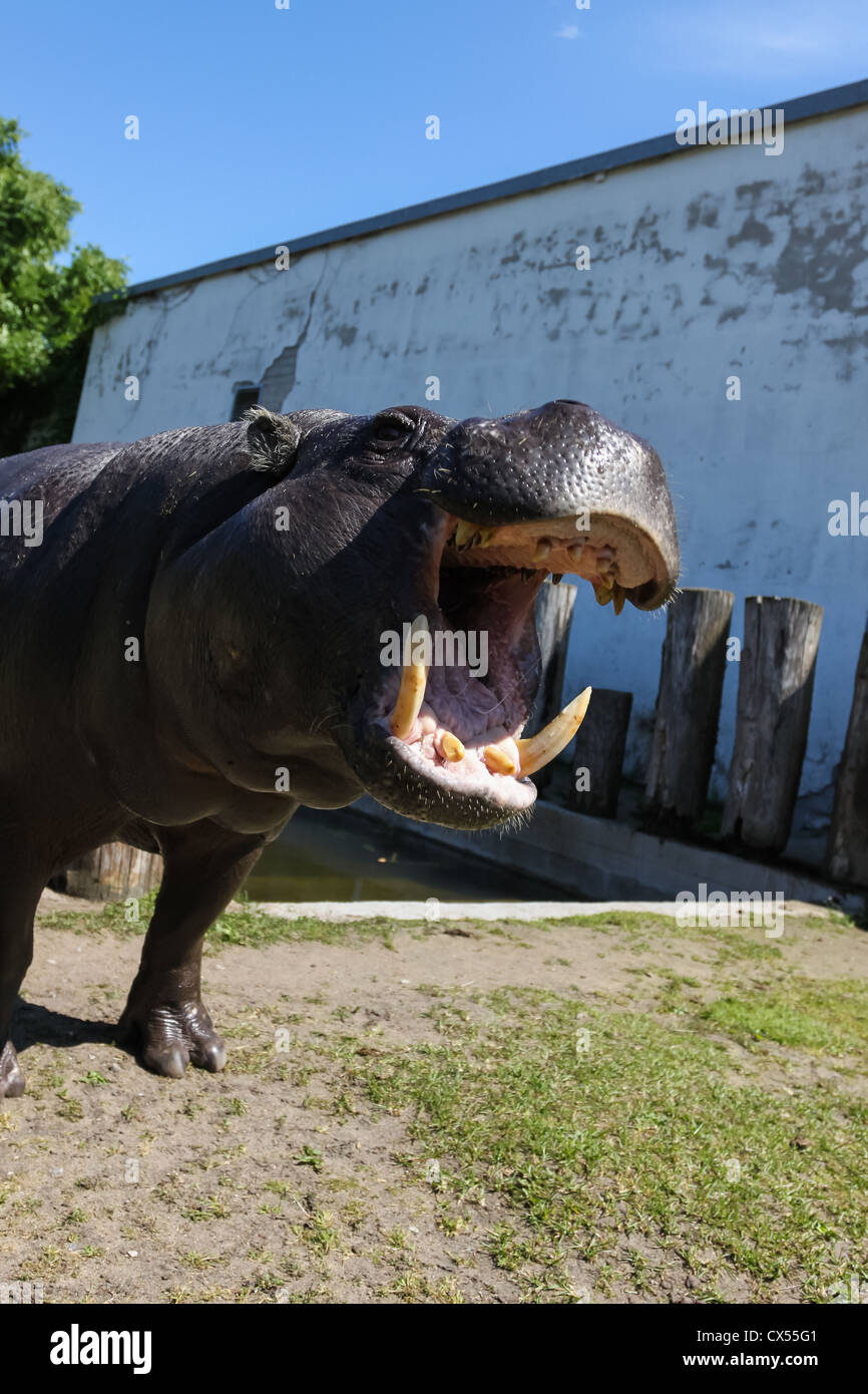 Hippopotamus showing huge jaw and teeth in zoo Stock Photo - Alamy