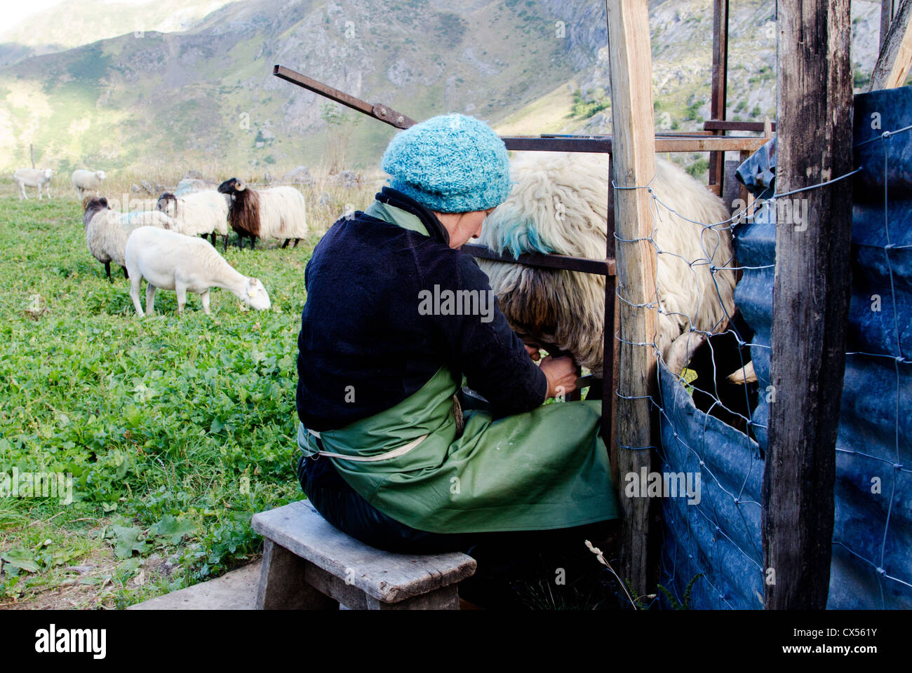 Sheperd and Sheep in mountain, Pyrenees Stock Photo - Alamy