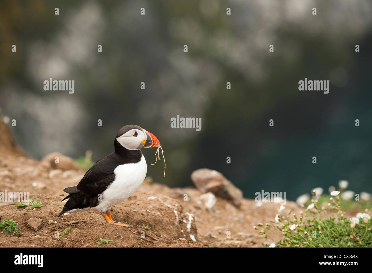 Atlantic puffin gathering nesting material hi-res stock photography and ...