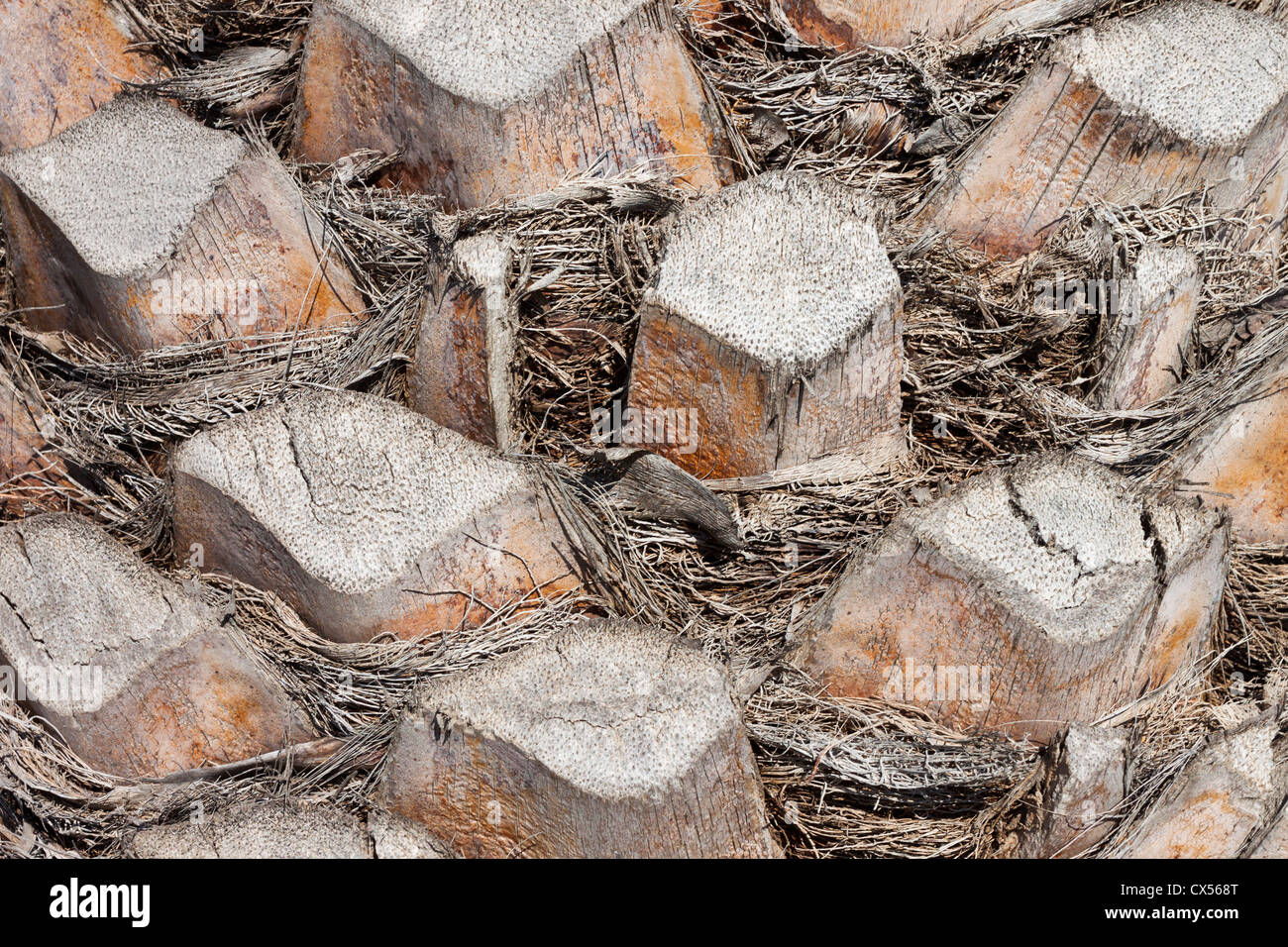 Palm tree background textured Stock Photo - Alamy