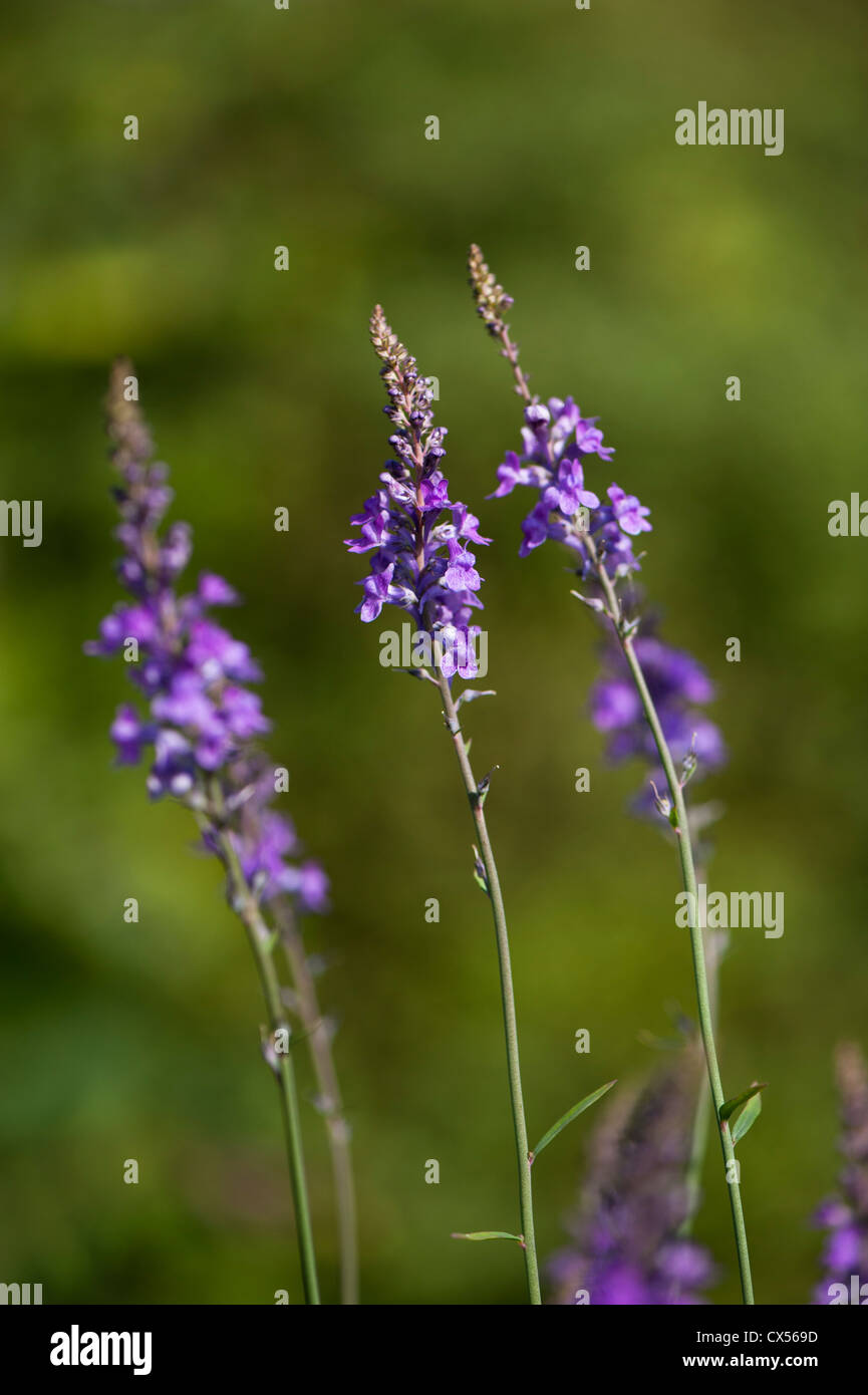 Linaria purpurea, Purple Toadflax Stock Photo - Alamy