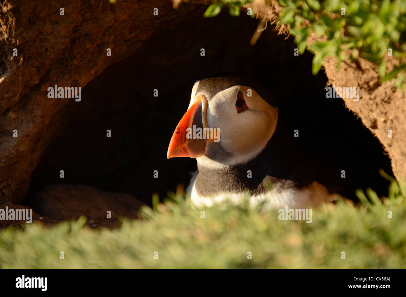Atlantic puffin nest burrow hi-res stock photography and images - Alamy