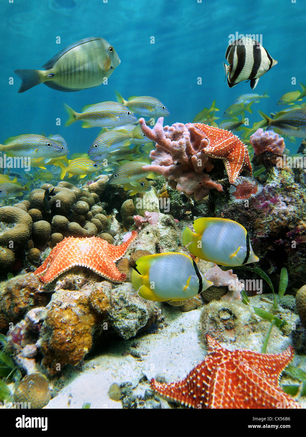 Starfish coral reef hi-res stock photography and images - Alamy