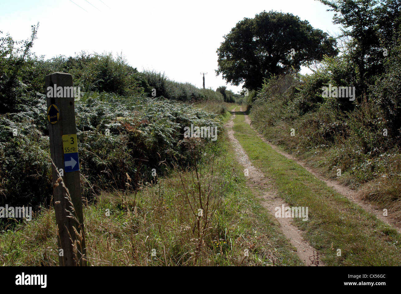 Sandlings Walk bridleway path between Eastbridge and Leiston, Suffolk ...