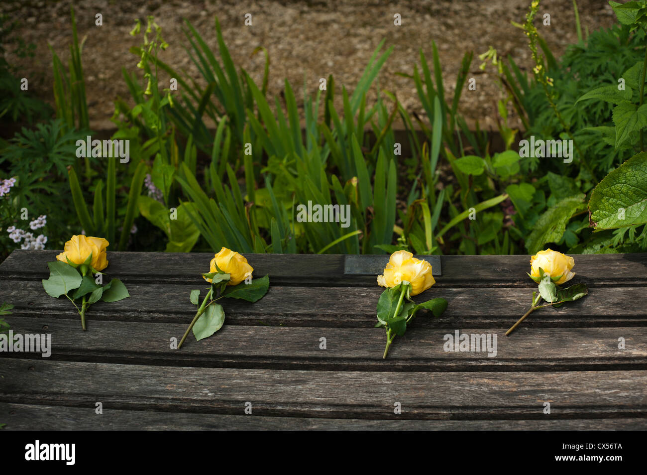 Roses and a bench hi-res stock photography and images - Alamy