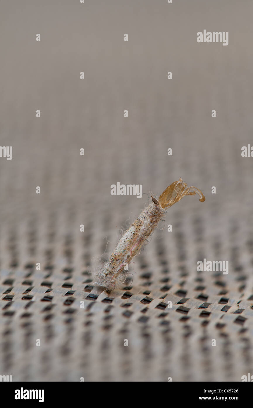 pupae casing from emerged carpet moth the brown cast exoskeleton seen ...