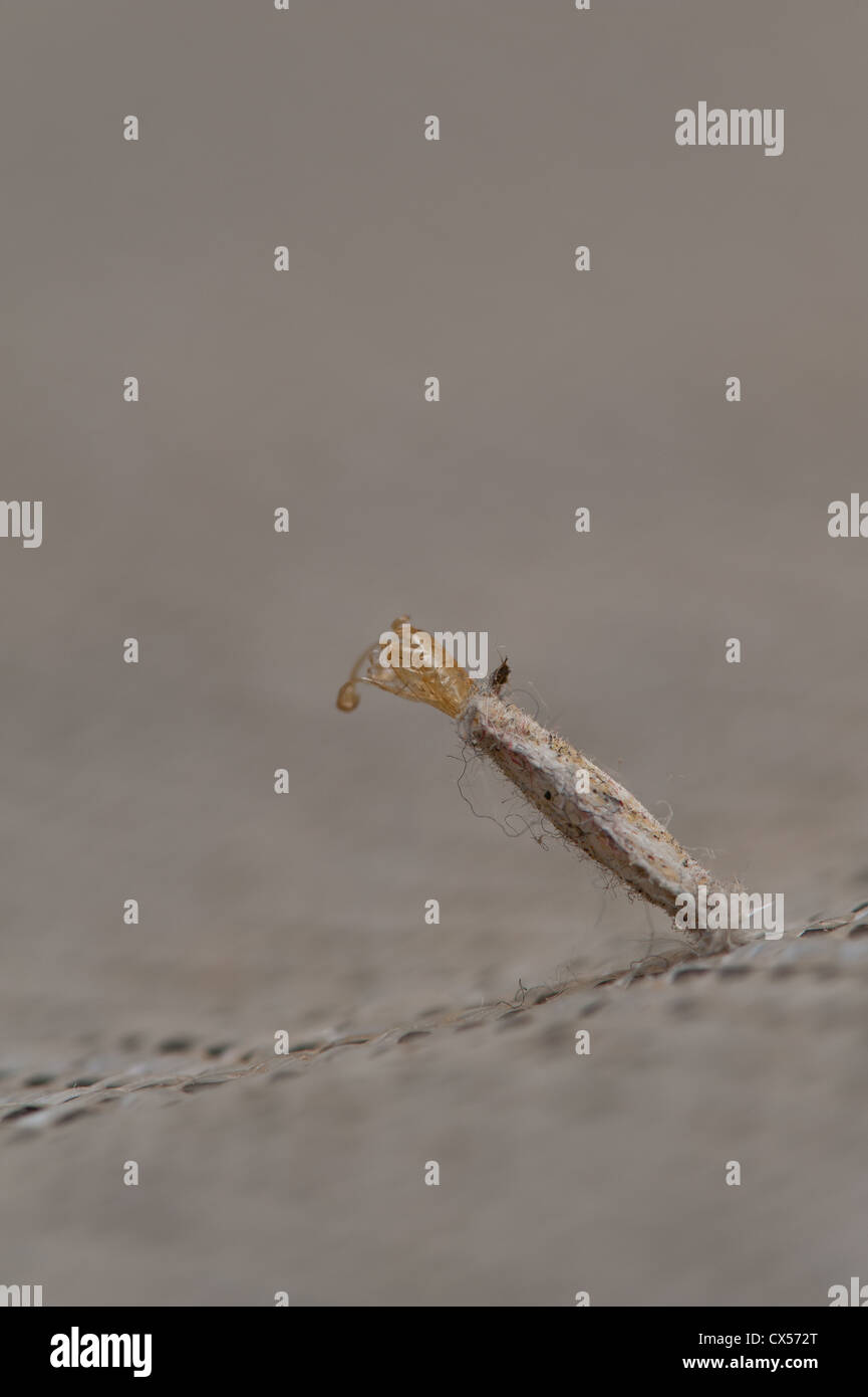 pupae casing from emerged carpet moth the brown cast exoskeleton seen ...