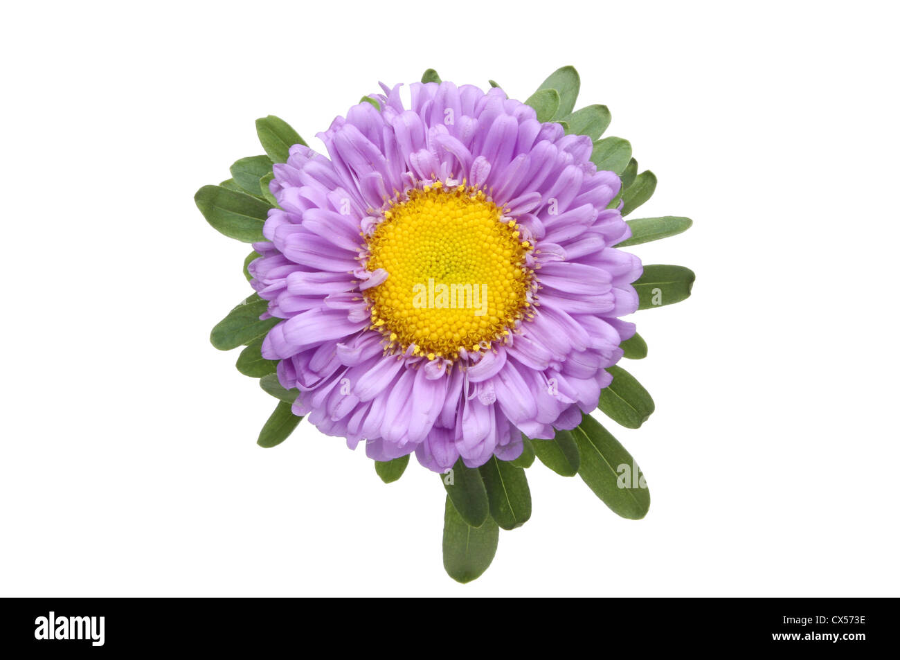 Purple aster daisy isolated against white Stock Photo - Alamy