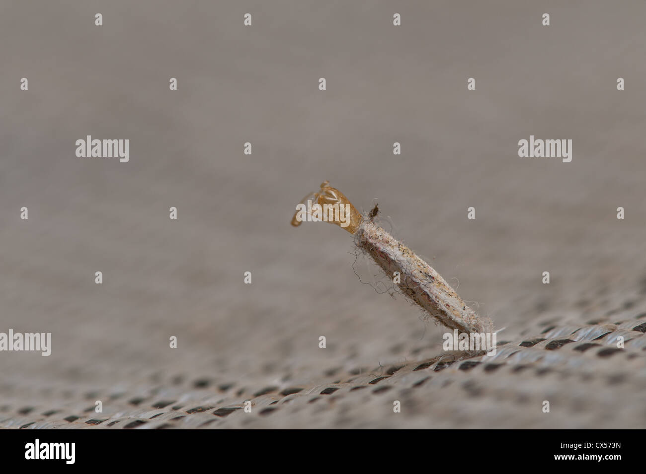 pupae casing from emerged carpet moth the brown cast exoskeleton seen ...