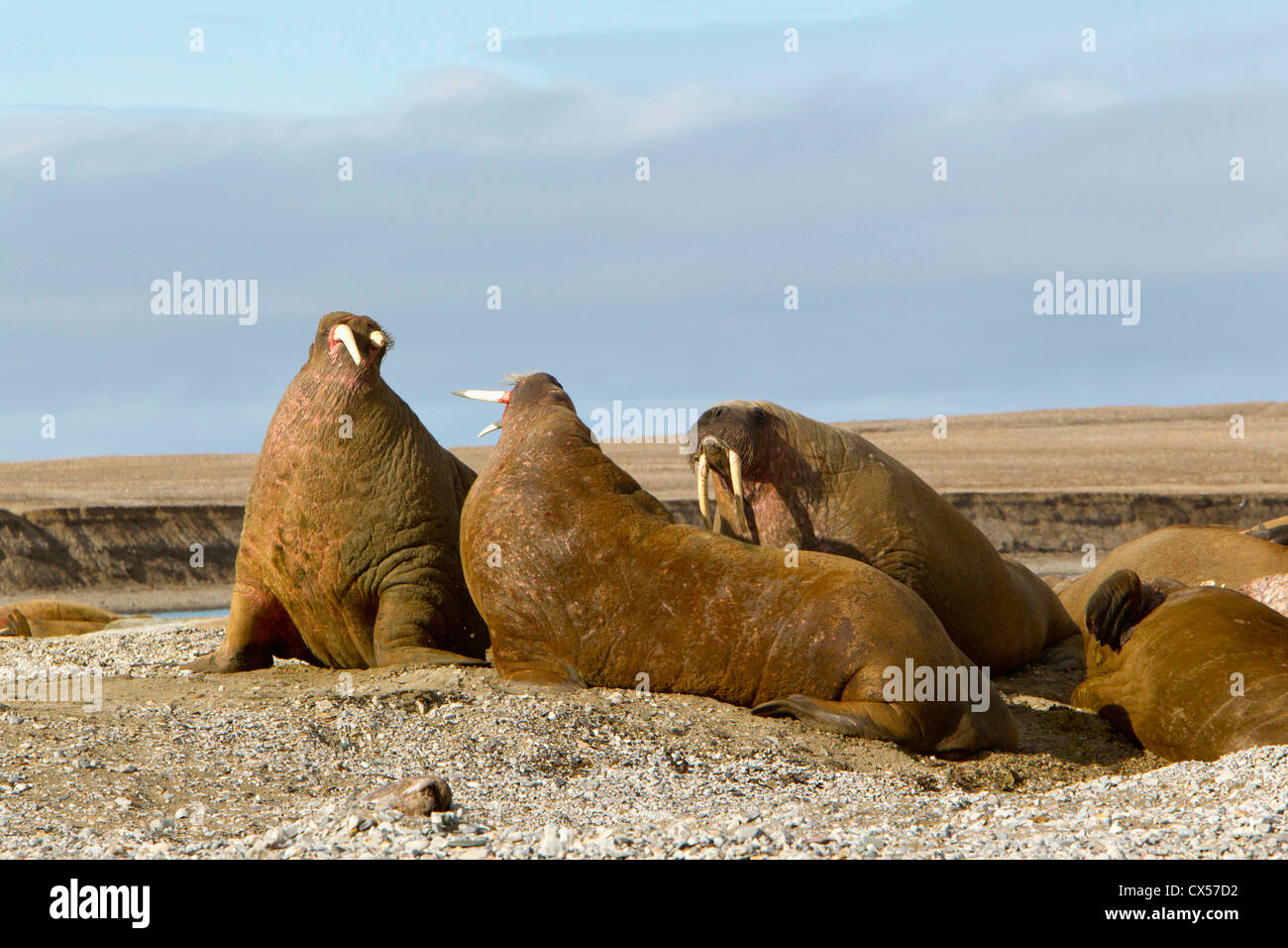 Walrus Fight 30 Walrus Fight Stock Photos, High Res Pictures, And