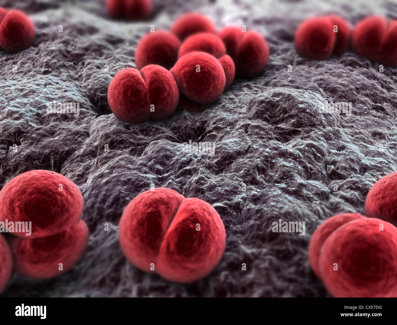 Meningitis bacteria hi-res stock photography and images - Alamy