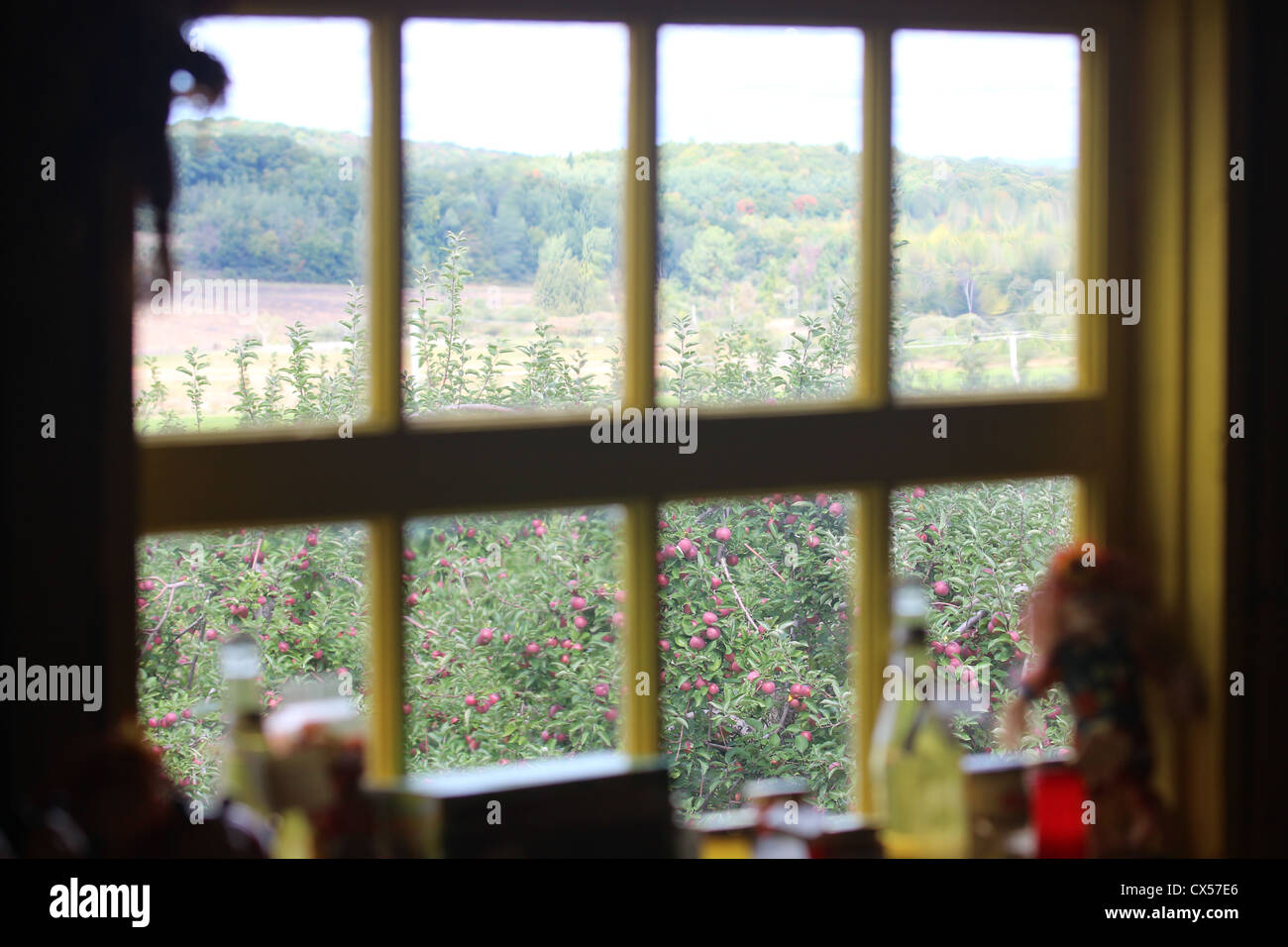 Apple orchard outside of a window Stock Photo - Alamy