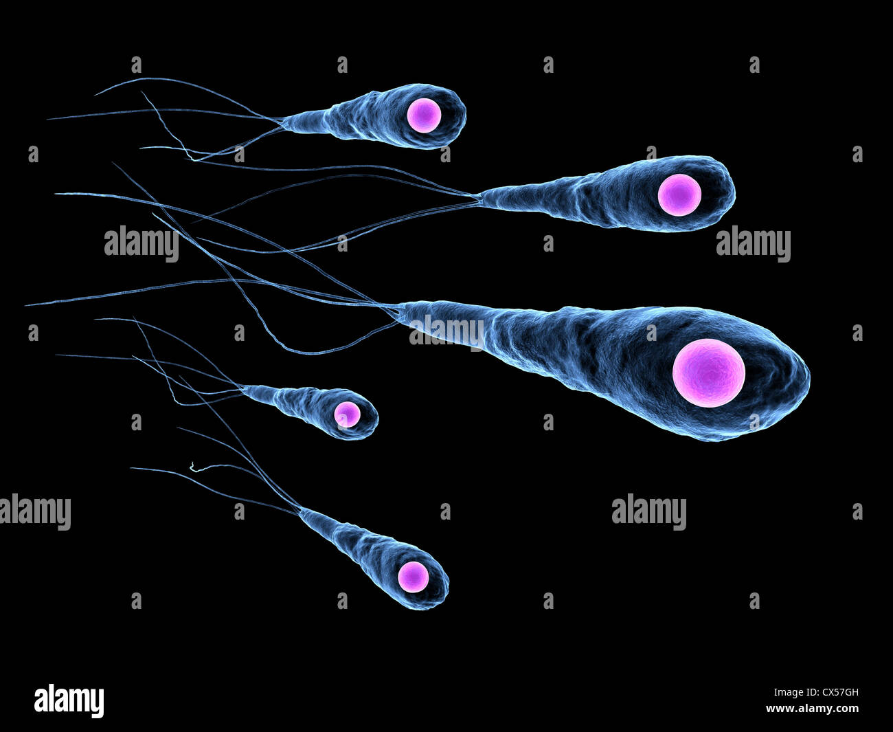 Tetanus Bacterium High Resolution Stock Photography and Images - Alamy
