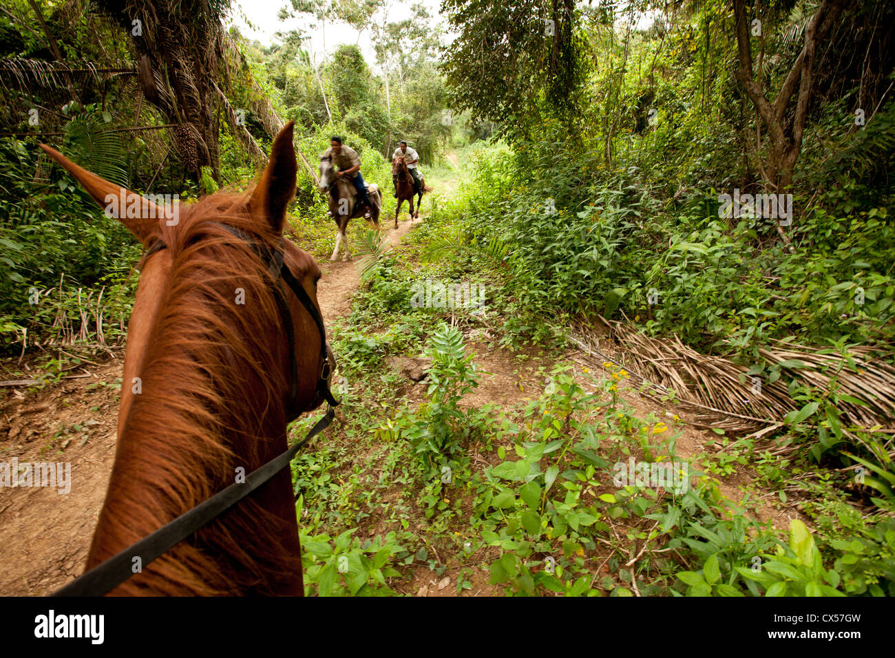Horseback riding tour in Central America, Belize Stock Photo - Alamy
