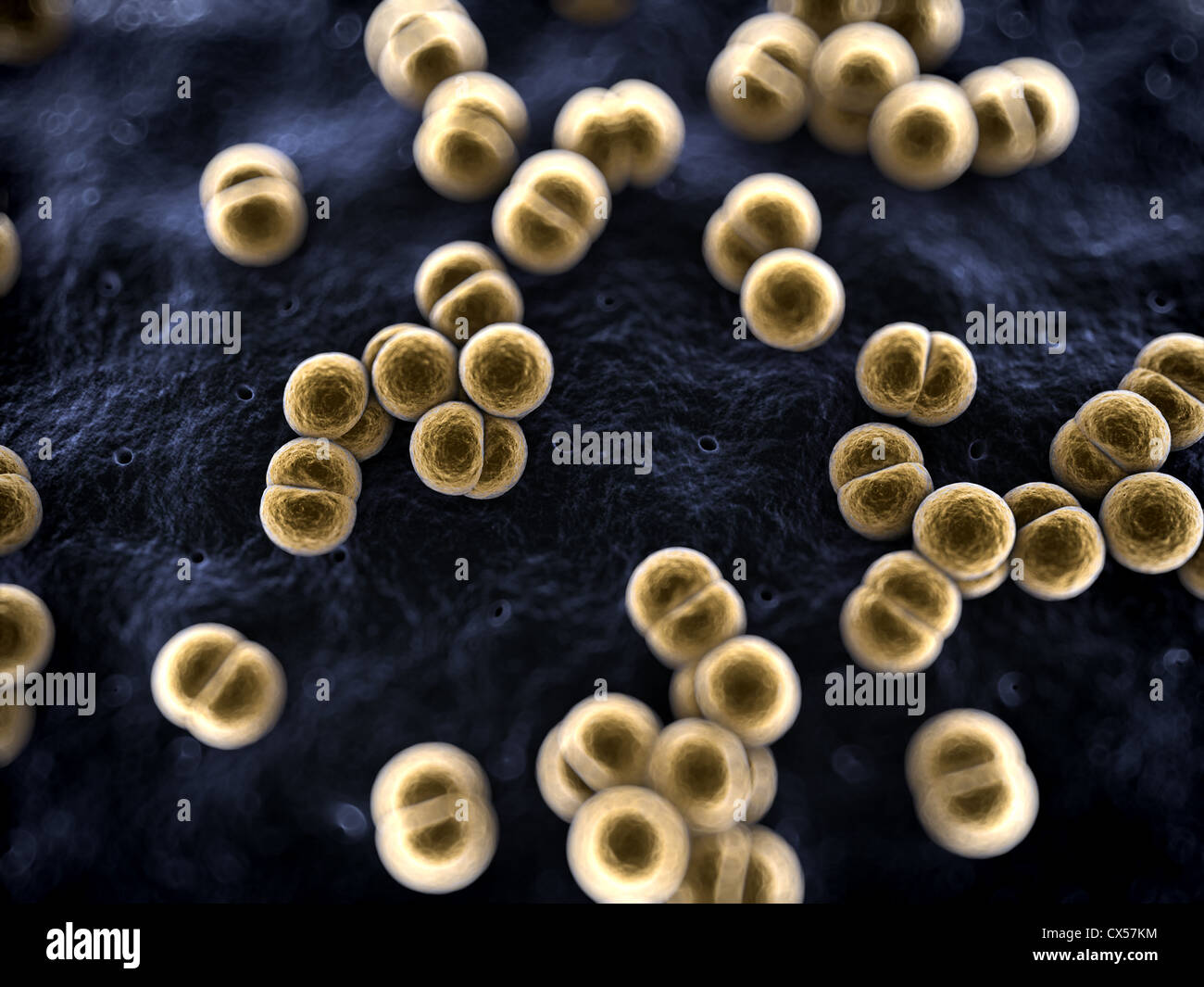 Meningococcus High Resolution Stock Photography and Images - Alamy