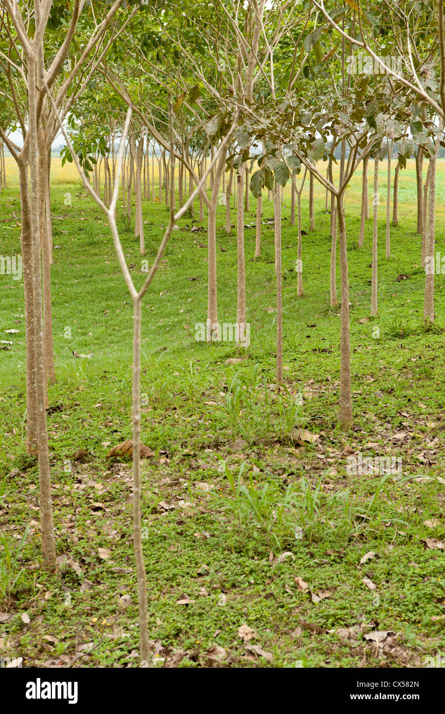 Teak tree hi-res stock photography and images - Alamy