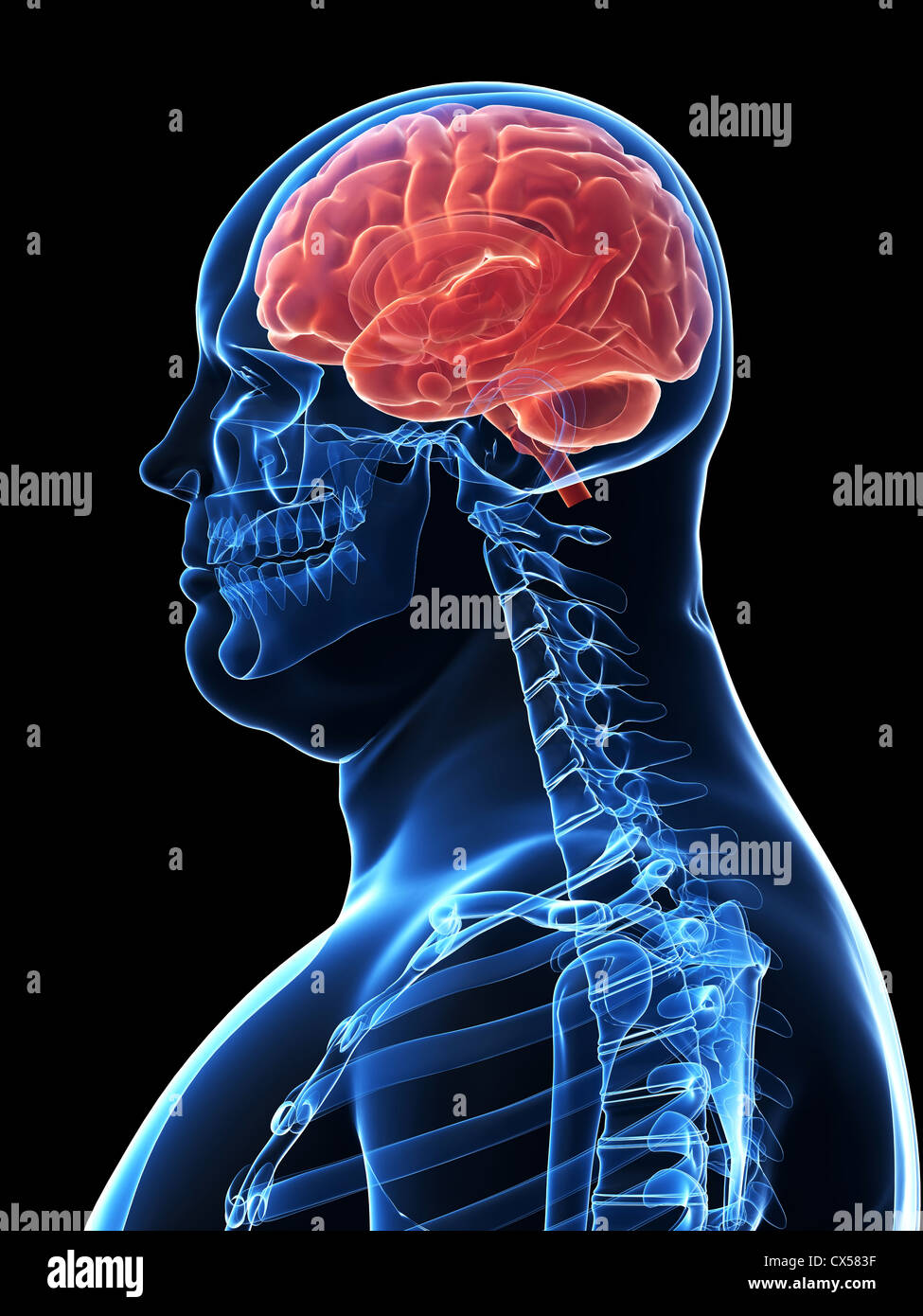 Overweight male - brain Stock Photo - Alamy