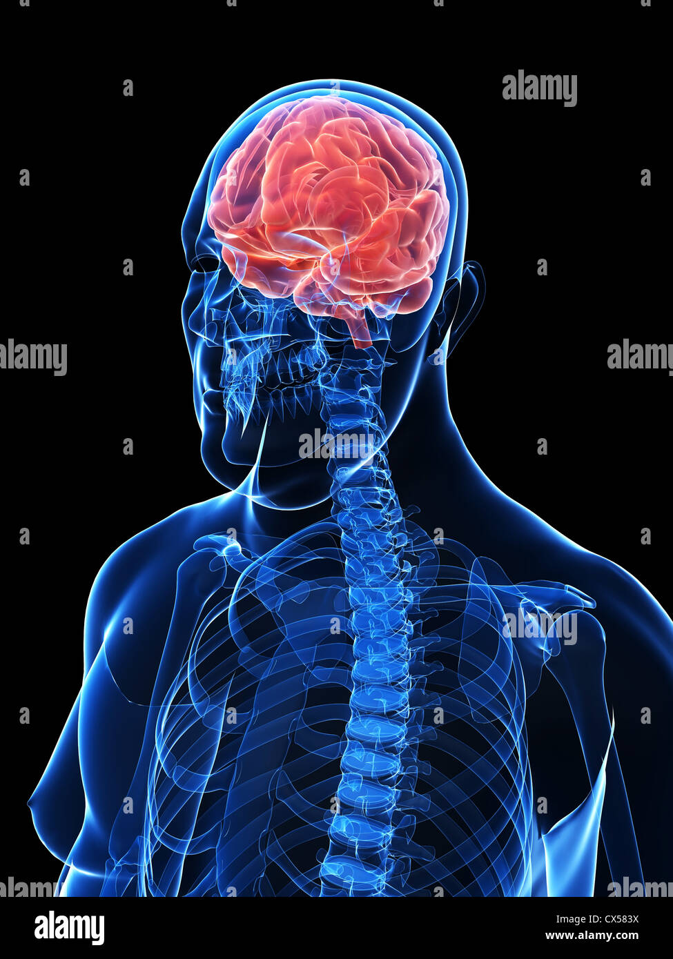 Overweight male - brain Stock Photo - Alamy